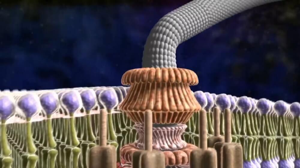 Flagellum Protein Motor - Parametric House