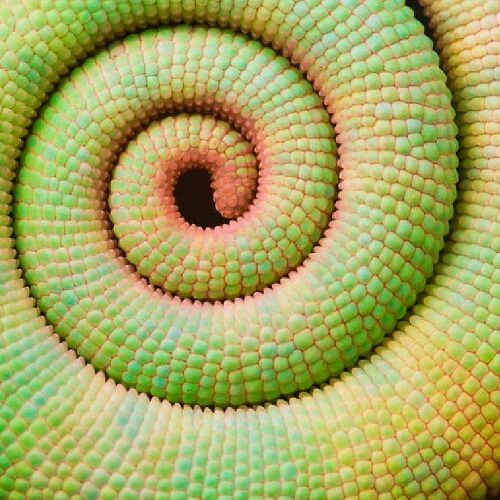 Geometrical Plants - Parametric House