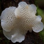 Patterns in Nature - Parametric House