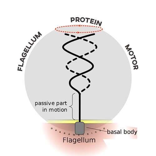 Flagellum Protein Motor - Parametric House