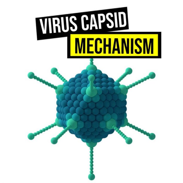 Virus Capsid - Parametric House